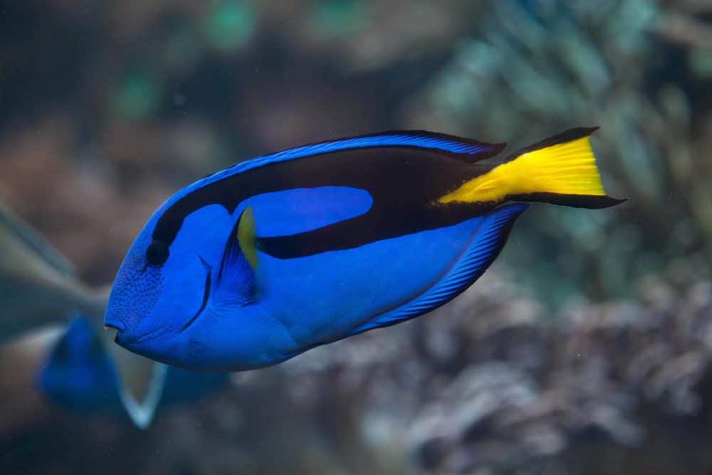 How to Care for Regal Tang Fish