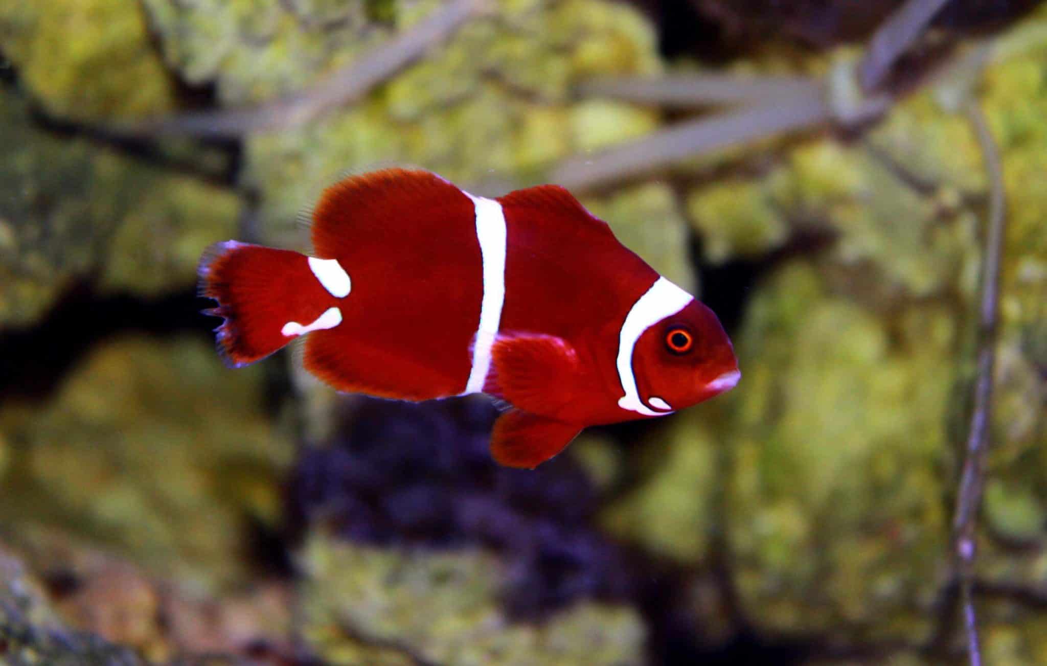 How to Care for Maroon Clown Fish
